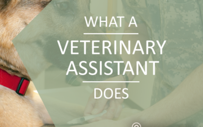 What Does a Veterinary Assistant Do?